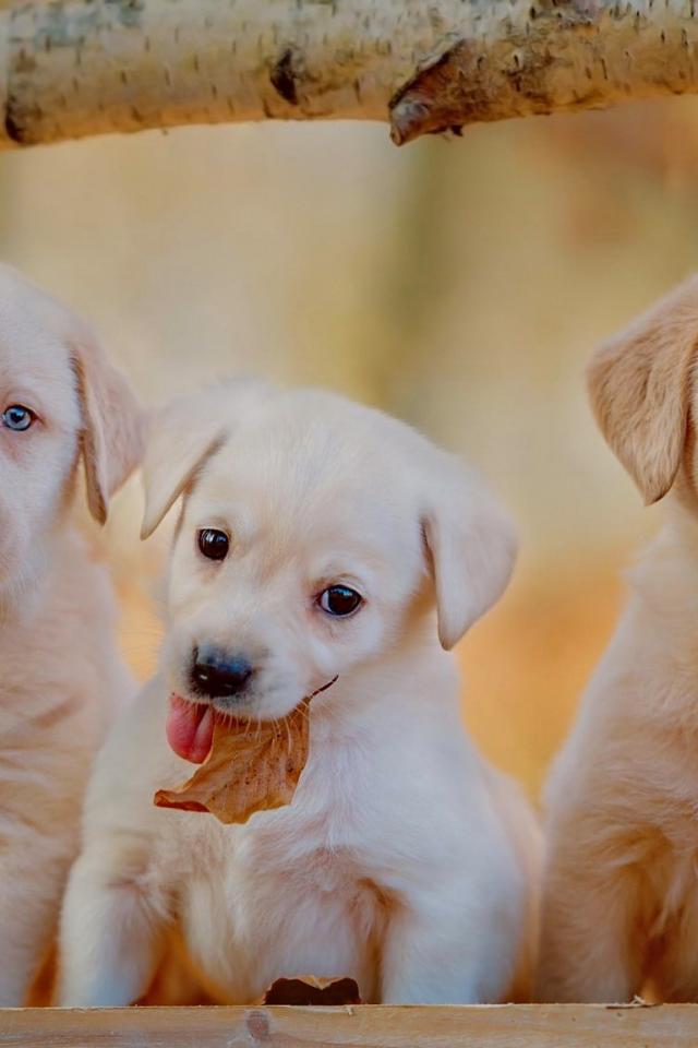 Can Golden Retrievers Have Blue Eyes